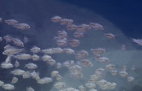 School Of Fish Eating GIF - Find & Share on GIPHY