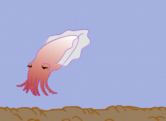 Cuttlefish GIF - Find & Share on GIPHY