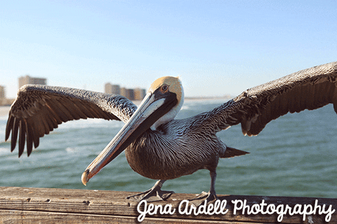 Pelican GIF - Find & Share on GIPHY
