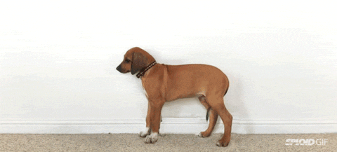 Rhodesian GIFs - Find & Share on GIPHY