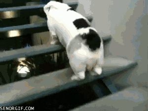 Dog Hopping GIF by Cheezburger - Find & Share on GIPHY