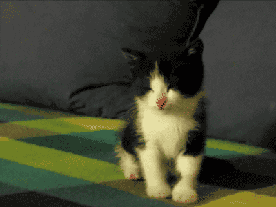 Cat Falling GIF - Find & Share on GIPHY