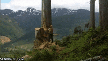 Trees Falling GIF - Find & Share on GIPHY