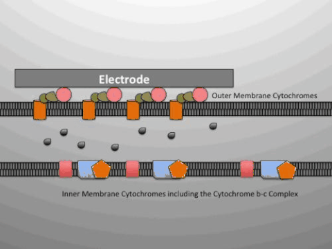 Cell Animation GIF - Find & Share on GIPHY