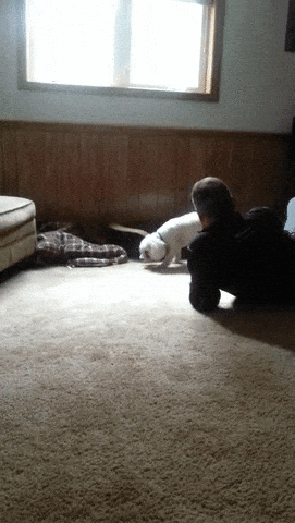 Praying Dog GIFs - Find & Share on GIPHY