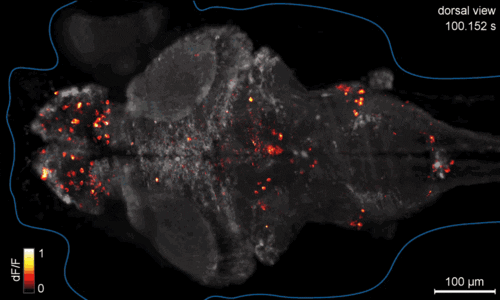 Fluorescence Microscopy GIFs - Find & Share on GIPHY