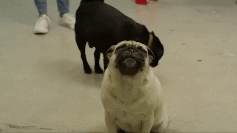 Pug Love GIF by evite - Find & Share on GIPHY
