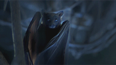 Bat GIF - Find & Share on GIPHY