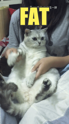 Cat Love GIF by Pamily - Find & Share on GIPHY