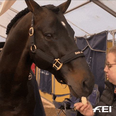Feed Me Eating GIF by FEI Global - Find & Share on GIPHY