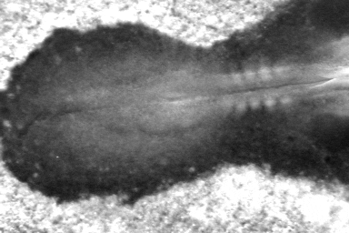 Embryogenesis GIFs - Find & Share on GIPHY