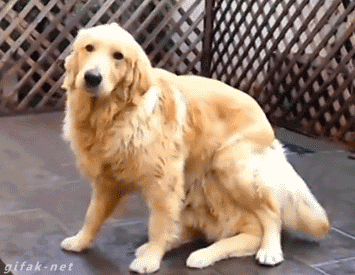 Dog Wait GIF - Find & Share on GIPHY