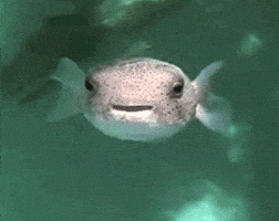 Fish Smiling GIF - Find & Share on GIPHY