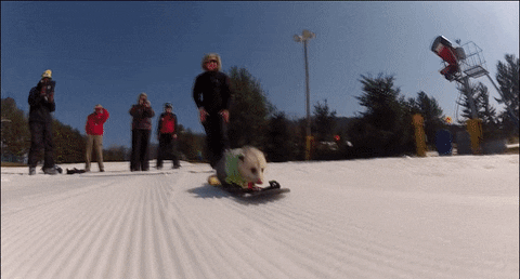 Snowboarding GIF - Find & Share on GIPHY