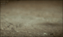 Seeds Spreading GIF - Find & Share on GIPHY