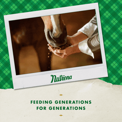 Nutrena 100 GIF by Nutrena Feed - Find & Share on GIPHY