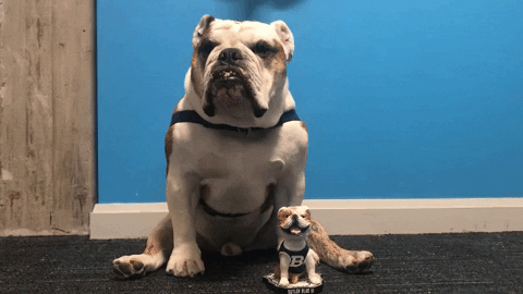 Dog Bobble Head GIFs - Get the best GIF on GIPHY