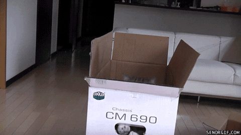 Cat Box GIF by Cheezburger - Find & Share on GIPHY