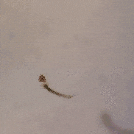 Mosquito Larva GIF - Find & Share on GIPHY