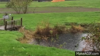 Pond GIF - Find & Share on GIPHY