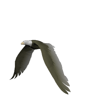 Eagle Sticker for iOS & Android | GIPHY