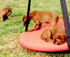 Irish Setter GIFs - Find & Share on GIPHY