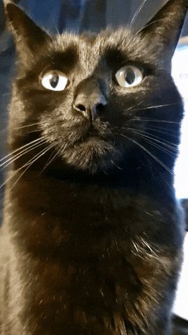 Surprised Cat GIF by Harborne Web Design Ltd - Find & Share on GIPHY