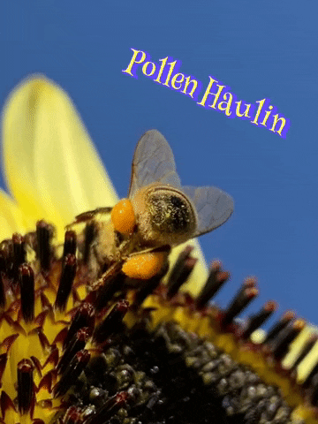 McGeesMead GIF - Find & Share on GIPHY