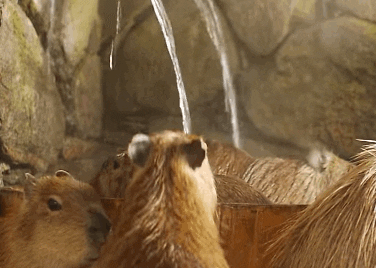 Capybara GIF - Find & Share on GIPHY