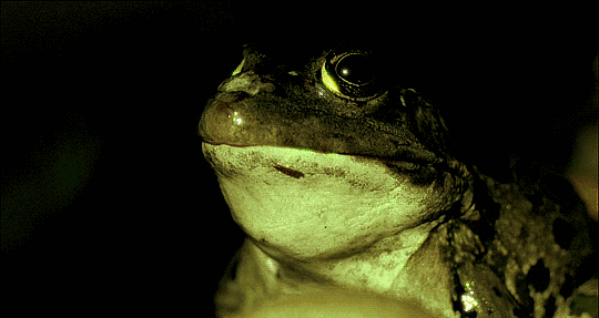 Toad Delicatessen GIF - Find & Share on GIPHY