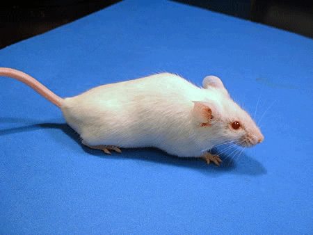 Fat Mouse GIF - Find & Share on GIPHY