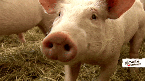Pig Good Luck GIF by SWR Kindernetz - Find & Share on GIPHY