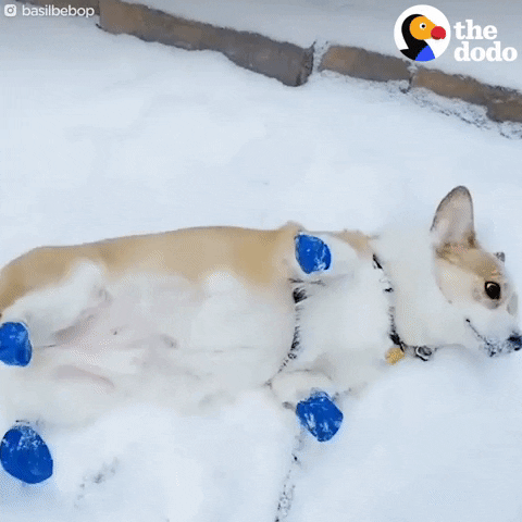 Snow Corgi GIF by The Dodo - Find & Share on GIPHY