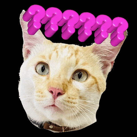 Cat What GIF by Khai - Find & Share on GIPHY