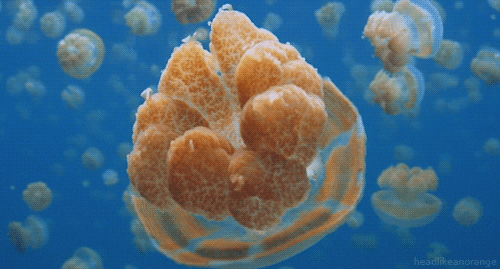 Golden Jellyfish GIF by Head Like an Orange - Find & Share on GIPHY