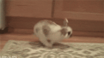 Rabbit What GIF - Find & Share on GIPHY