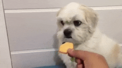 Fussy GIF - Find & Share on GIPHY