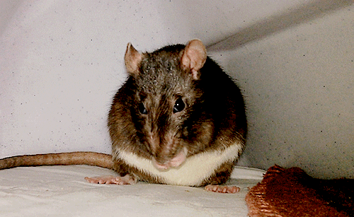 Animals GIF - Find & Share on GIPHY