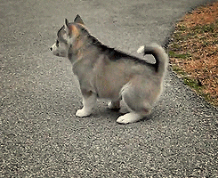 Panting Dog Animated Gif Panting GIFs Find & Share On GIPHY