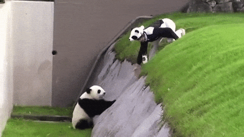 Panda Helps GIF - Find & Share on GIPHY