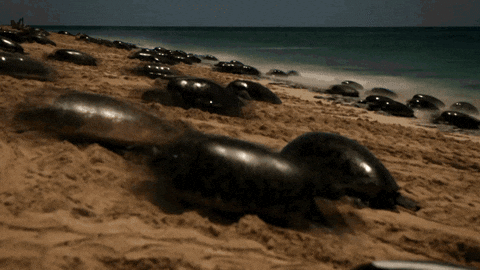 Green Sea Turtle Beach GIF - Find & Share on GIPHY