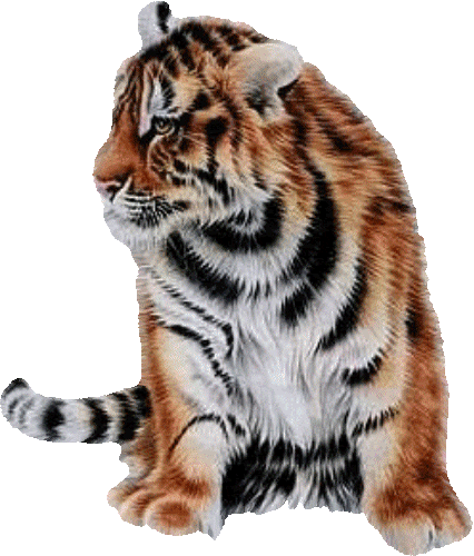 Tiger Sticker For Ios And Android Giphy