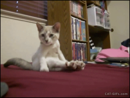 Cat Time GIF - Find & Share on GIPHY