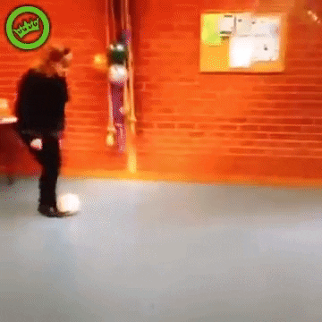 GIF by The Telegraph - Find & Share on GIPHY