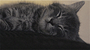 Cat Nap GIF - Find & Share on GIPHY