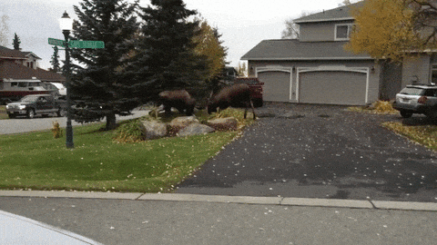 Fight Moose GIF by ViralHog - Find & Share on GIPHY