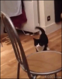 Cat Hopping GIF - Find & Share on GIPHY