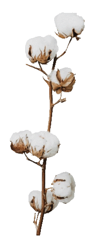 Cotton Blanc Sticker by mariaroch_official for iOS & Android | GIPHY