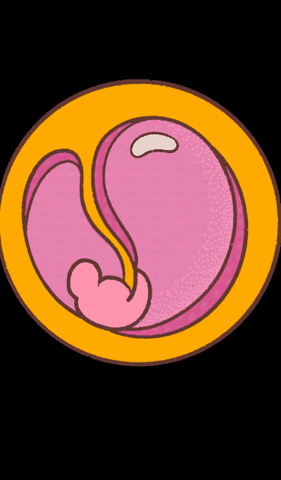 Fetus Utero GIF - Find & Share on GIPHY