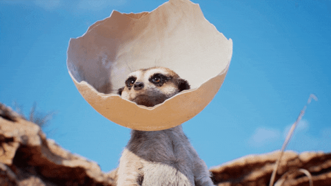 Sniff Meerkat GIF by Unreal Engine - Find & Share on GIPHY
